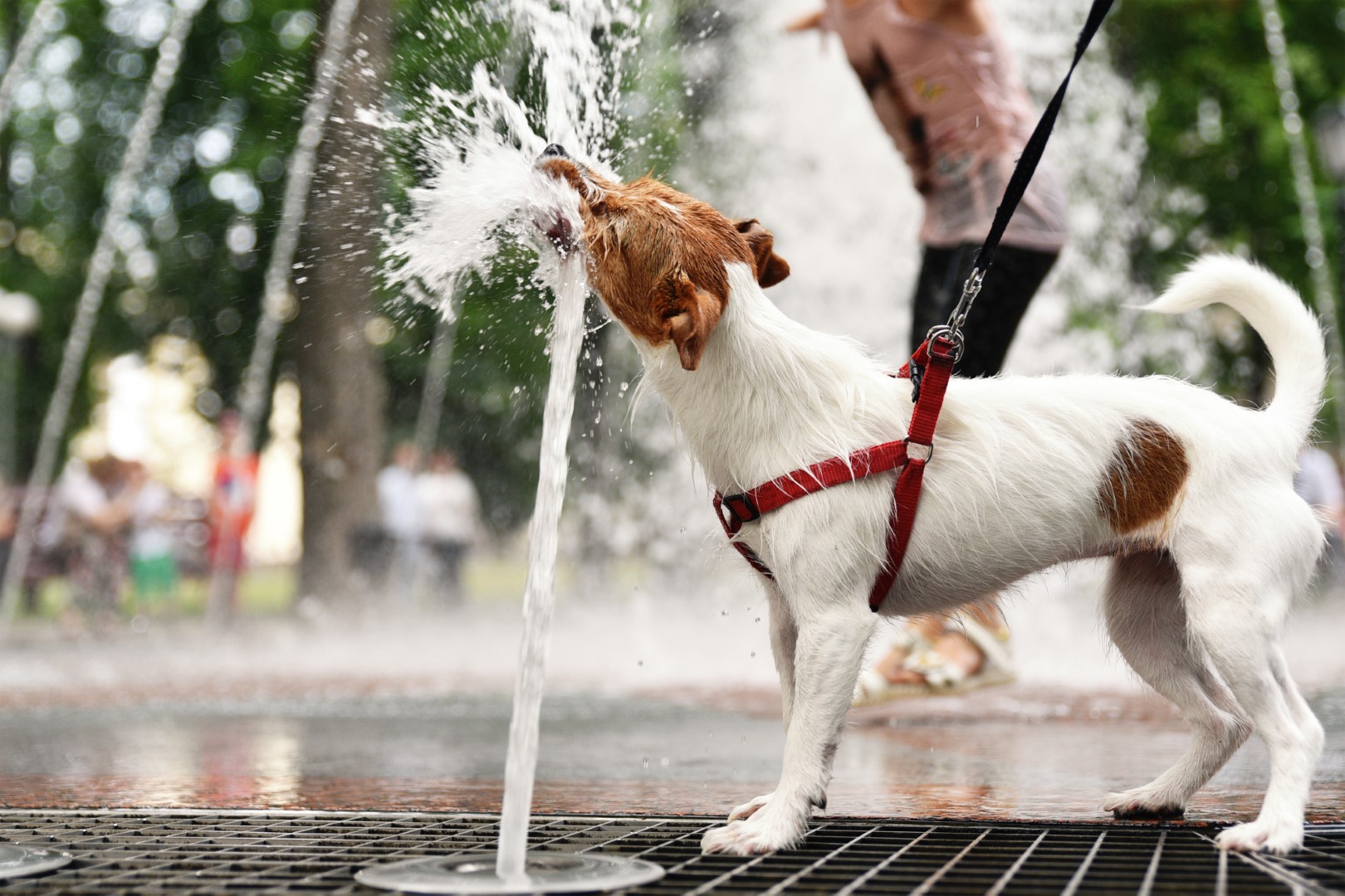 Consejos para proteger a tu perro del calor
